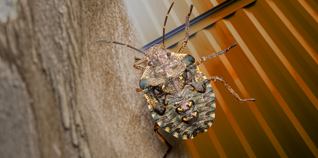 Guide to 2024/25 Stink Bug Season (Bmsb)